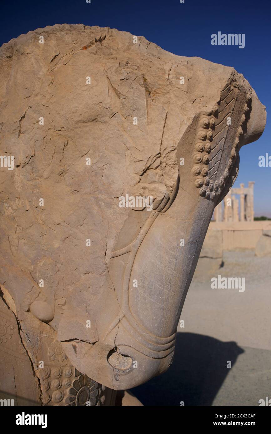 Bull capital. Carved Achaemenid columns at Persepolis, Iran Stock Photo ...