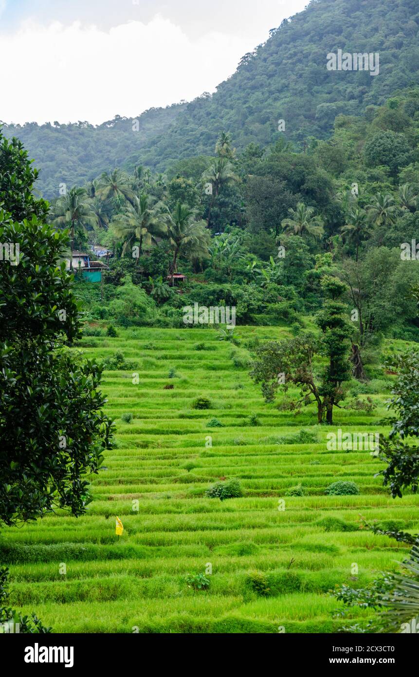 Scenic view of paddy fields during monsoon season in Khotigao, Canacona ...