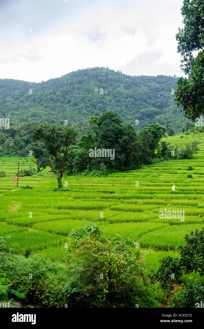 Scenic view of paddy fields during monsoon season in Khotigao, Canacona ...