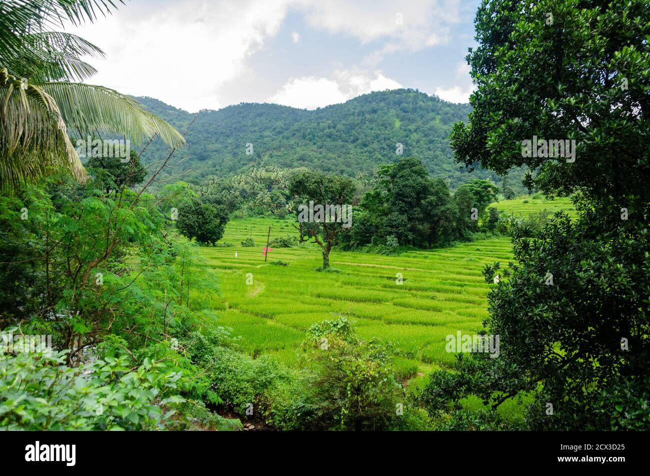Goa rice field hi-res stock photography and images - Alamy