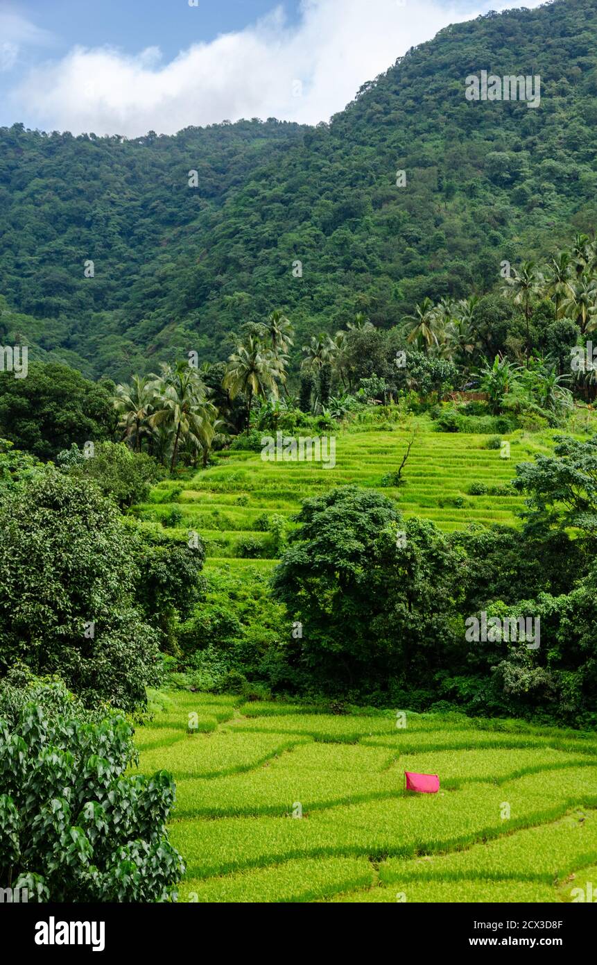 Goa Rice Field High Resolution Stock Photography and Images - Alamy