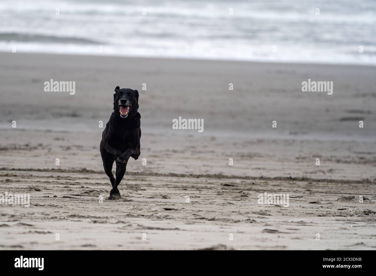 Black labrador retriever dog runs and jumps on the beach in the sand ...