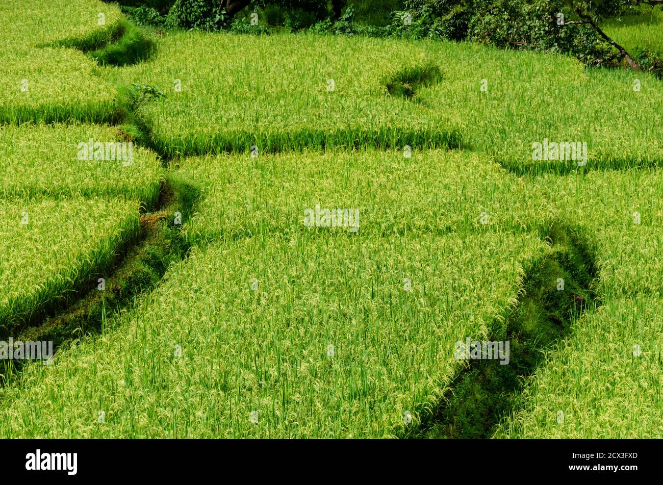 Scenic view of paddy fields during monsoon season in Khotigao, Canacona ...
