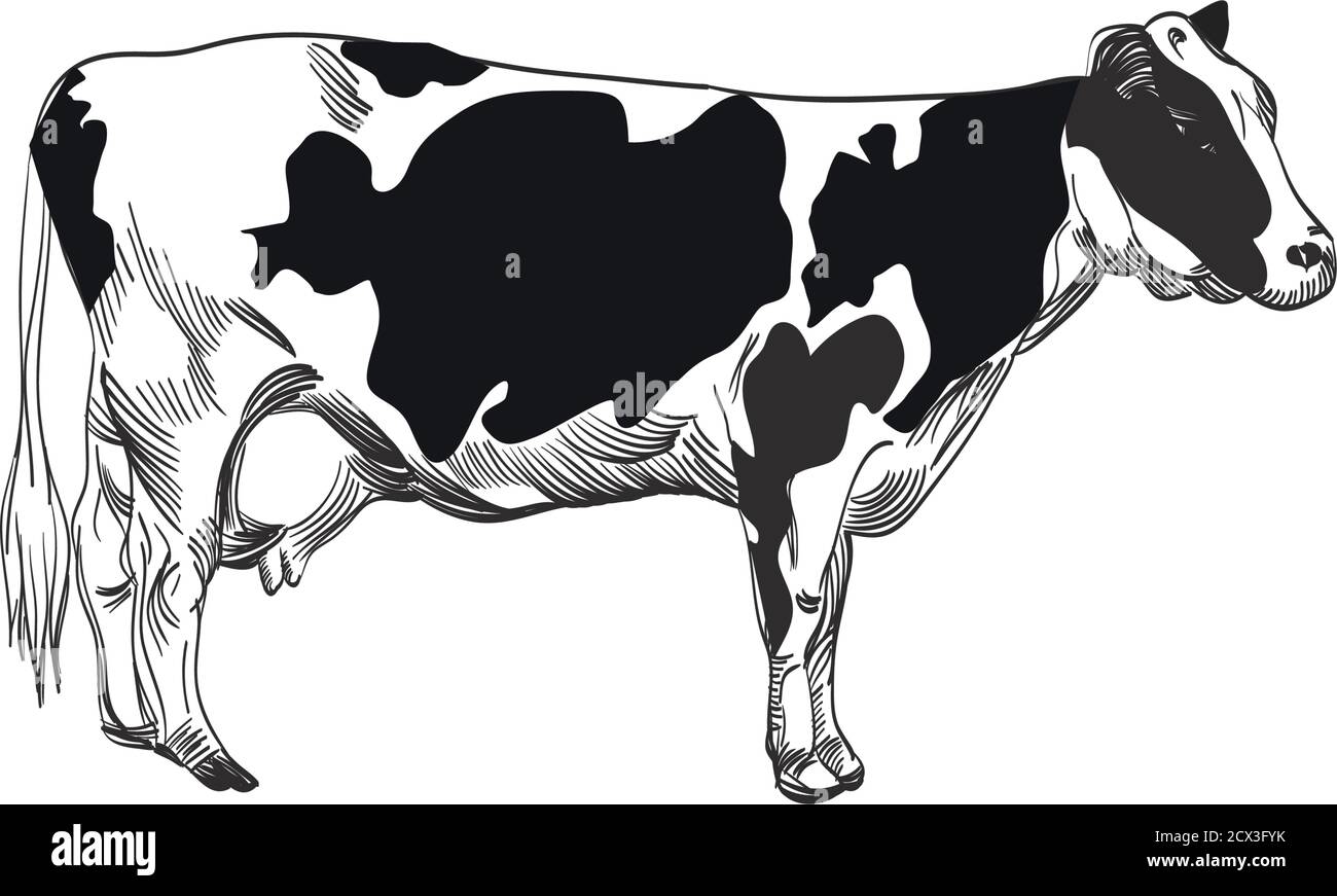Cow vector illustration. Design for packaging agricultural products ...