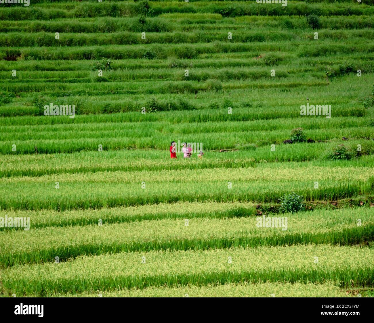 Monsoon india farm hi-res stock photography and images - Alamy
