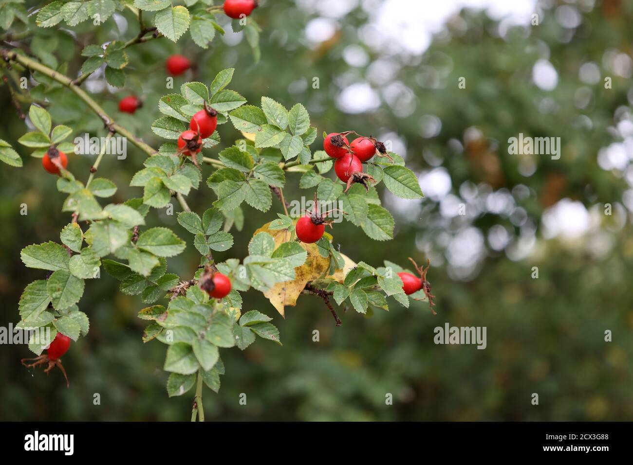 Red rose forest hi-res stock photography and images - Alamy