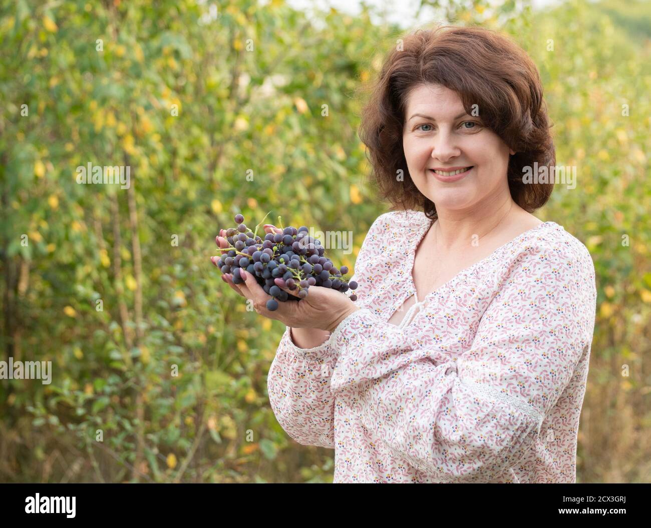 Isabella grapes in female hands. Used in winemaking Stock Photo - Alamy