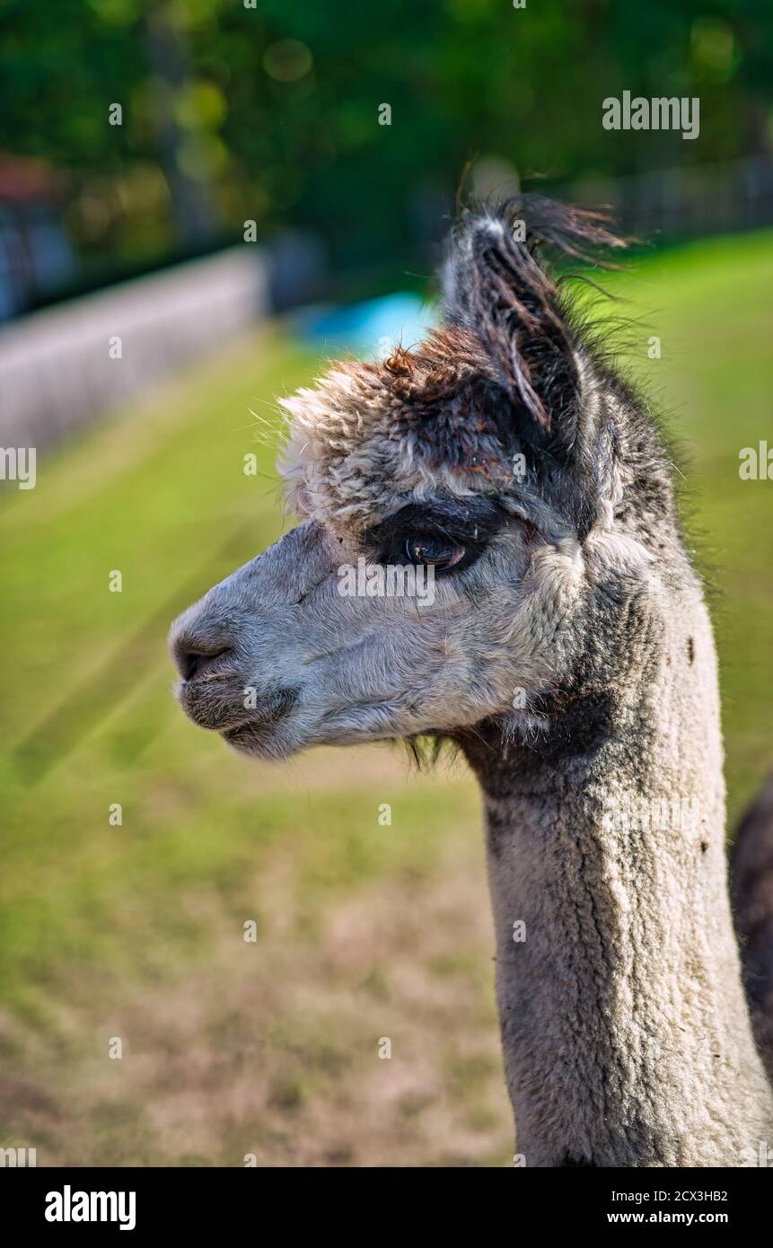 A close up of a alpaca standing on top of a lush green field Stock ...