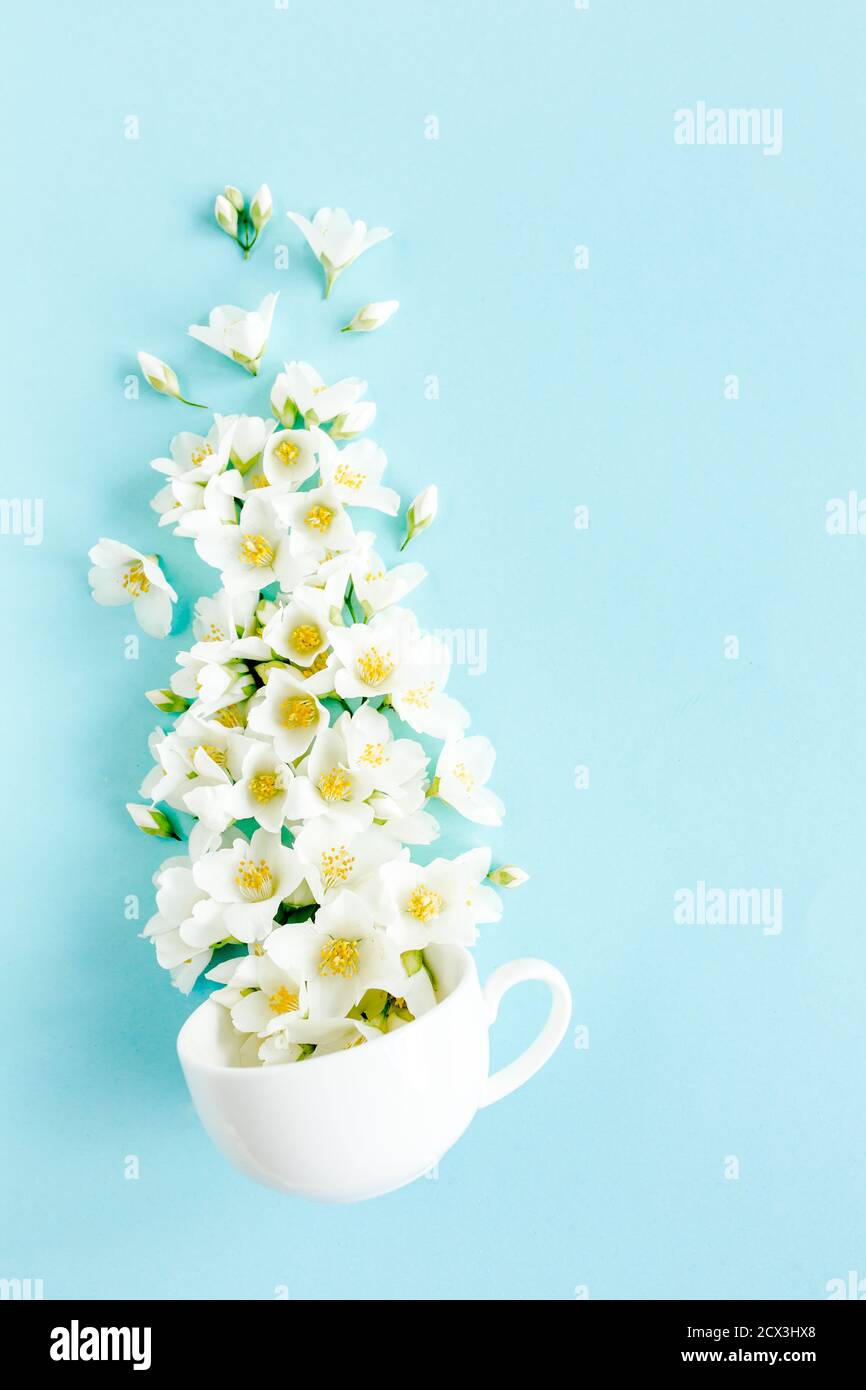 Creative layout of a tea Cup with Jasmine flowers on a blue background ...