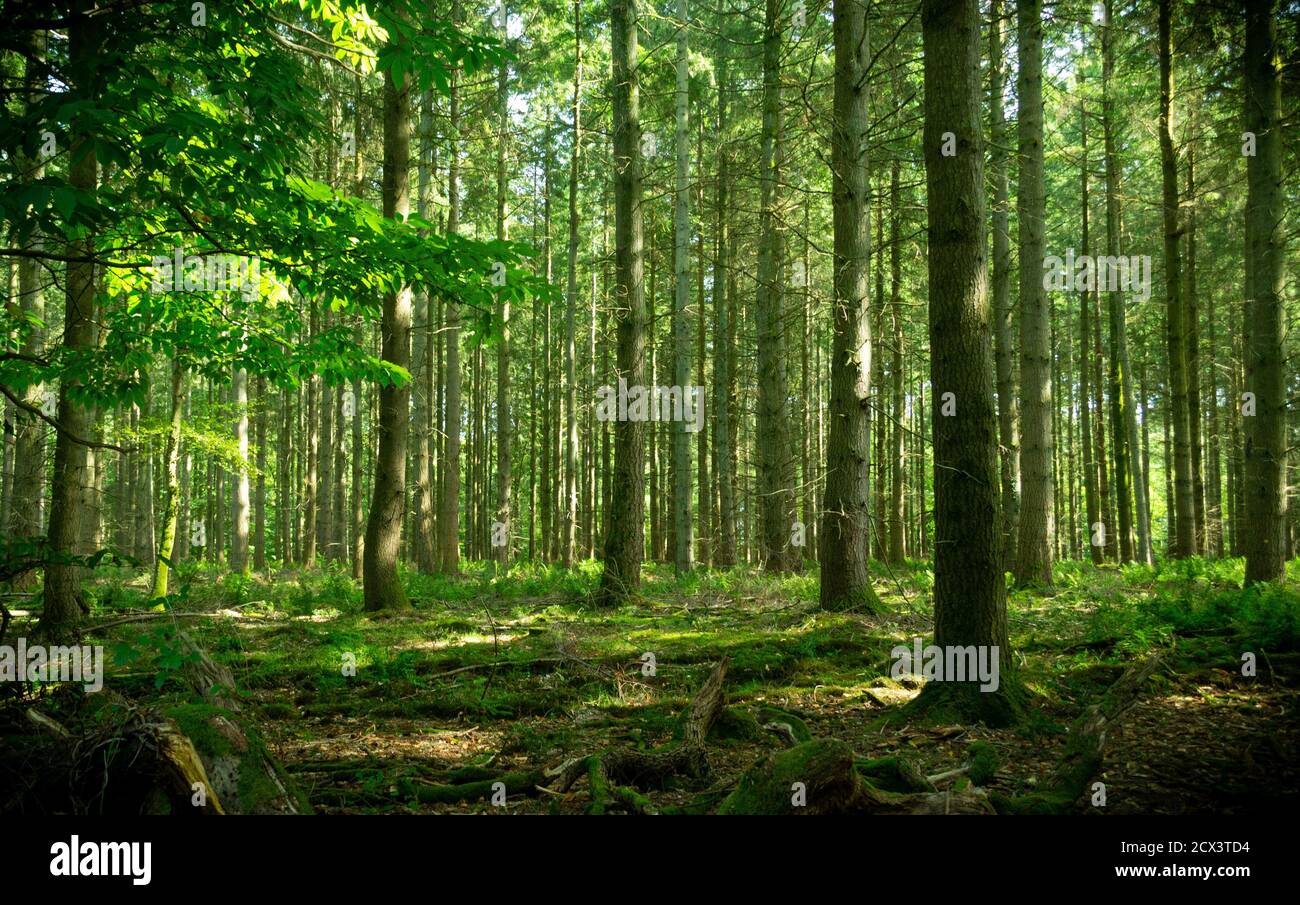 All Green Trees, New Forest, UK Stock Photo - Alamy