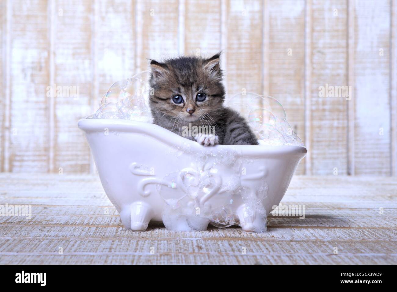 Cute Kitten Sad About Taking a Bubble Bath Stock Photo - Alamy