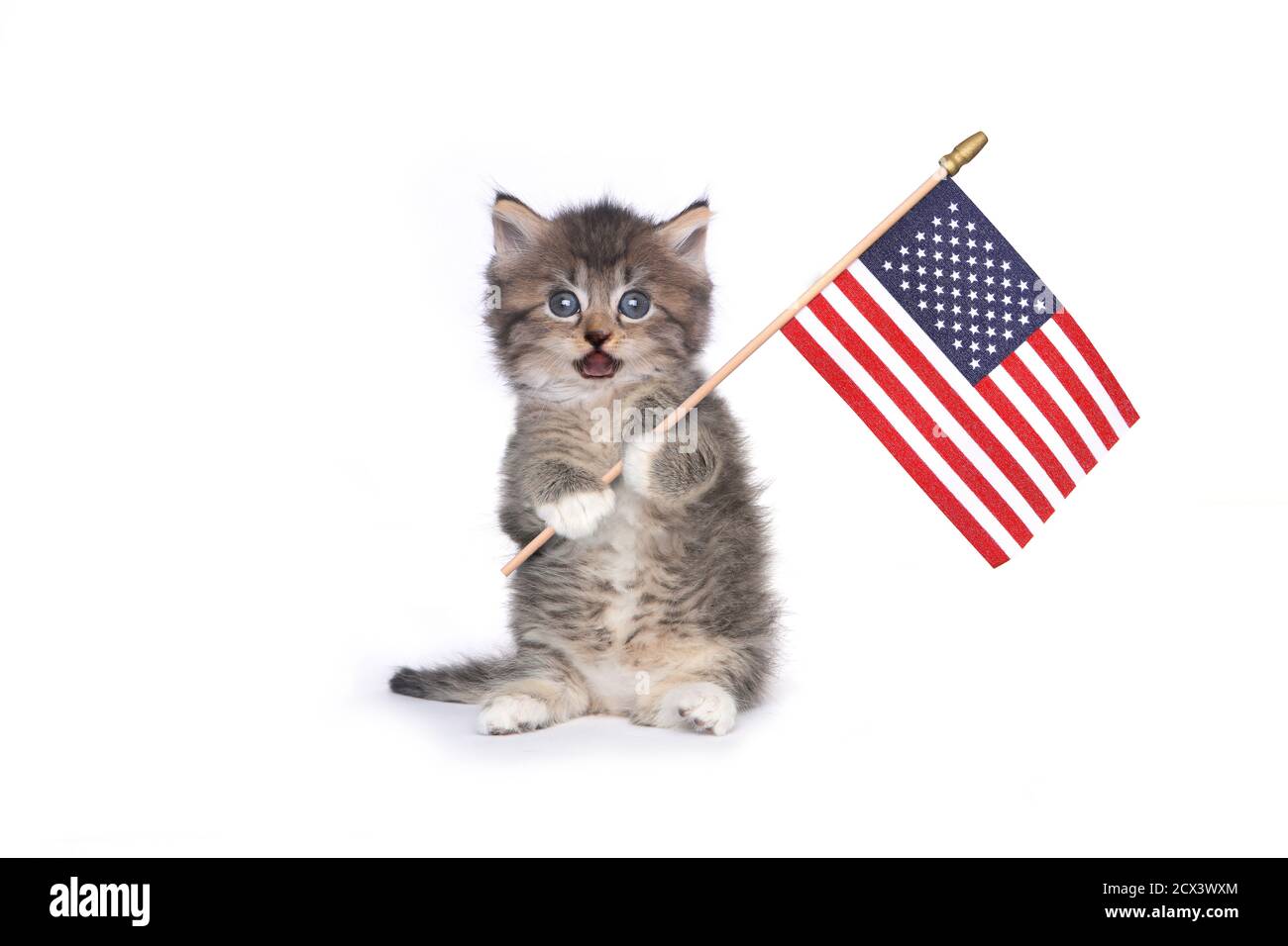 Adorable Kitten on White Holding American Flag Stock Photo - Alamy
