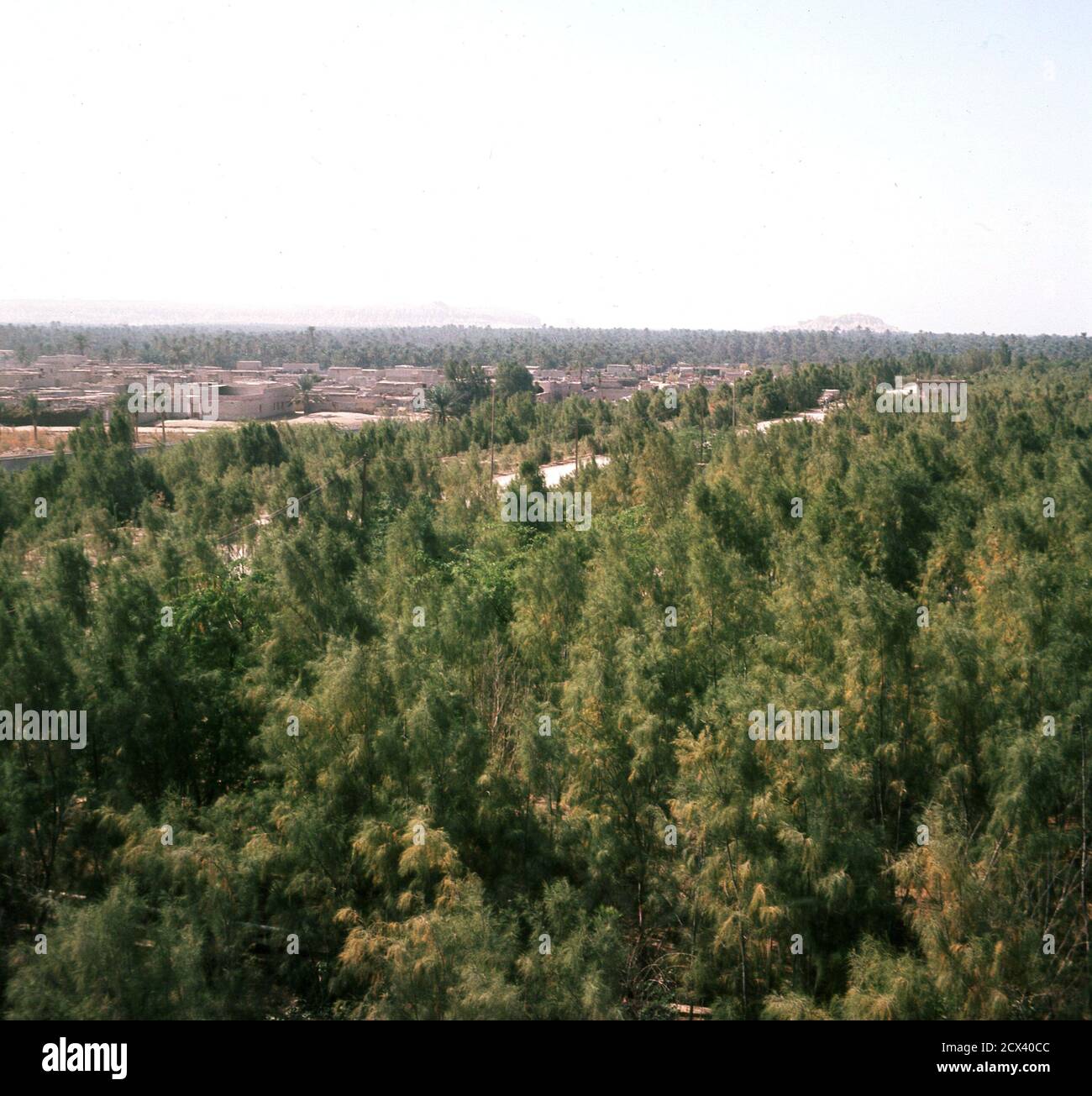 1960s, historical, Al-Hasa Oasis, a plantation of tamarisk trees, grown ...