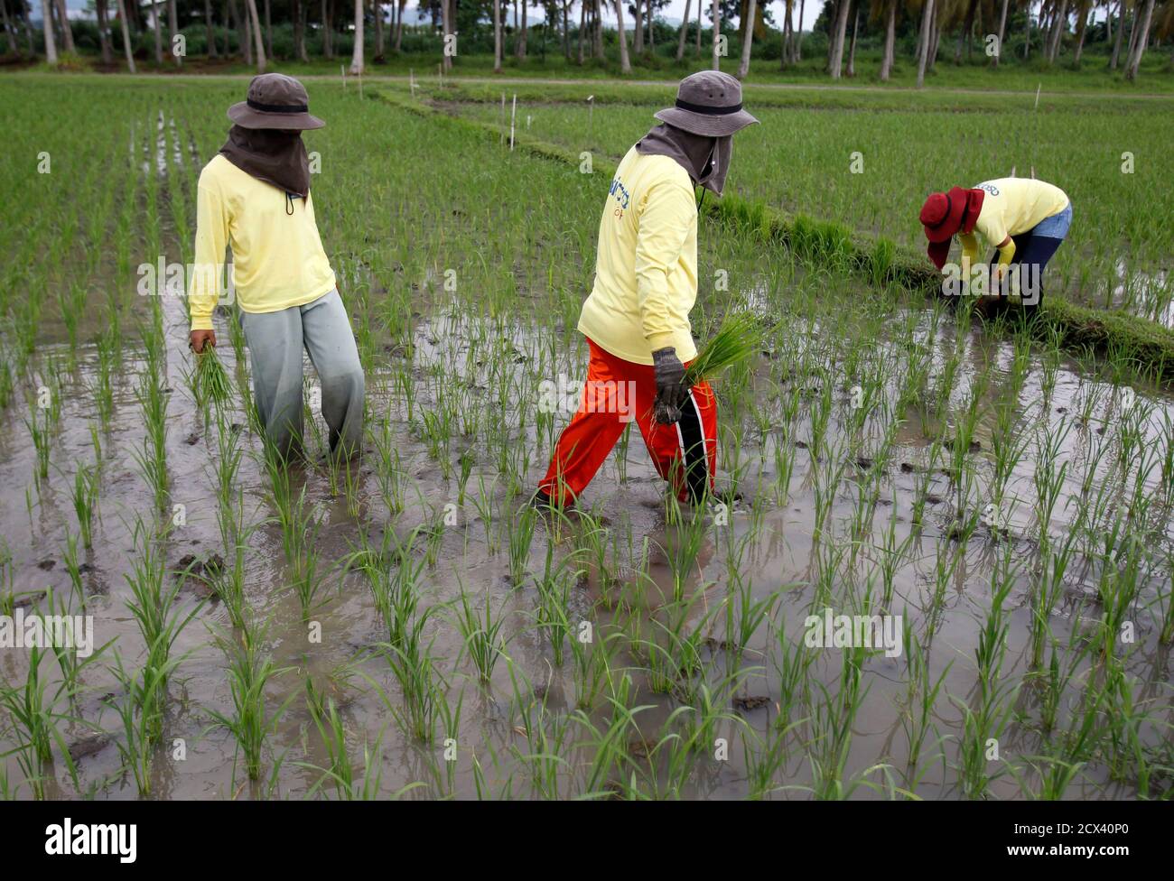 Irri manila hi-res stock photography and images - Alamy