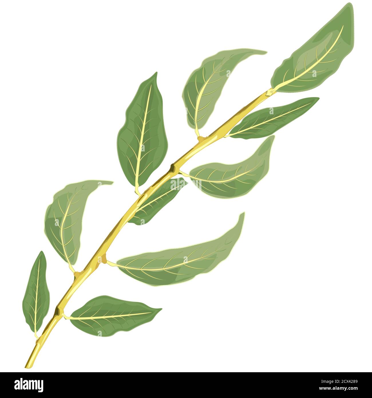 Textured branch Cut Out Stock Images & Pictures - Alamy