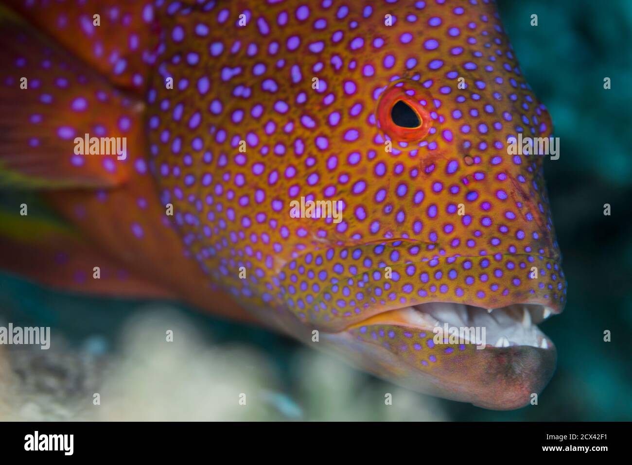 grouper fish from the red sea coral reefs Stock Photo - Alamy