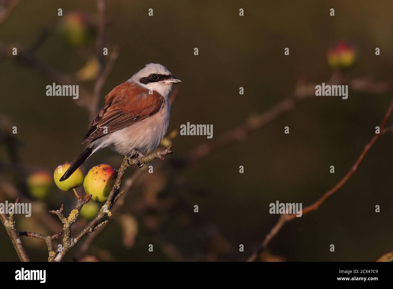 Adult Male Red-backed Shrike Stock Photo - Alamy