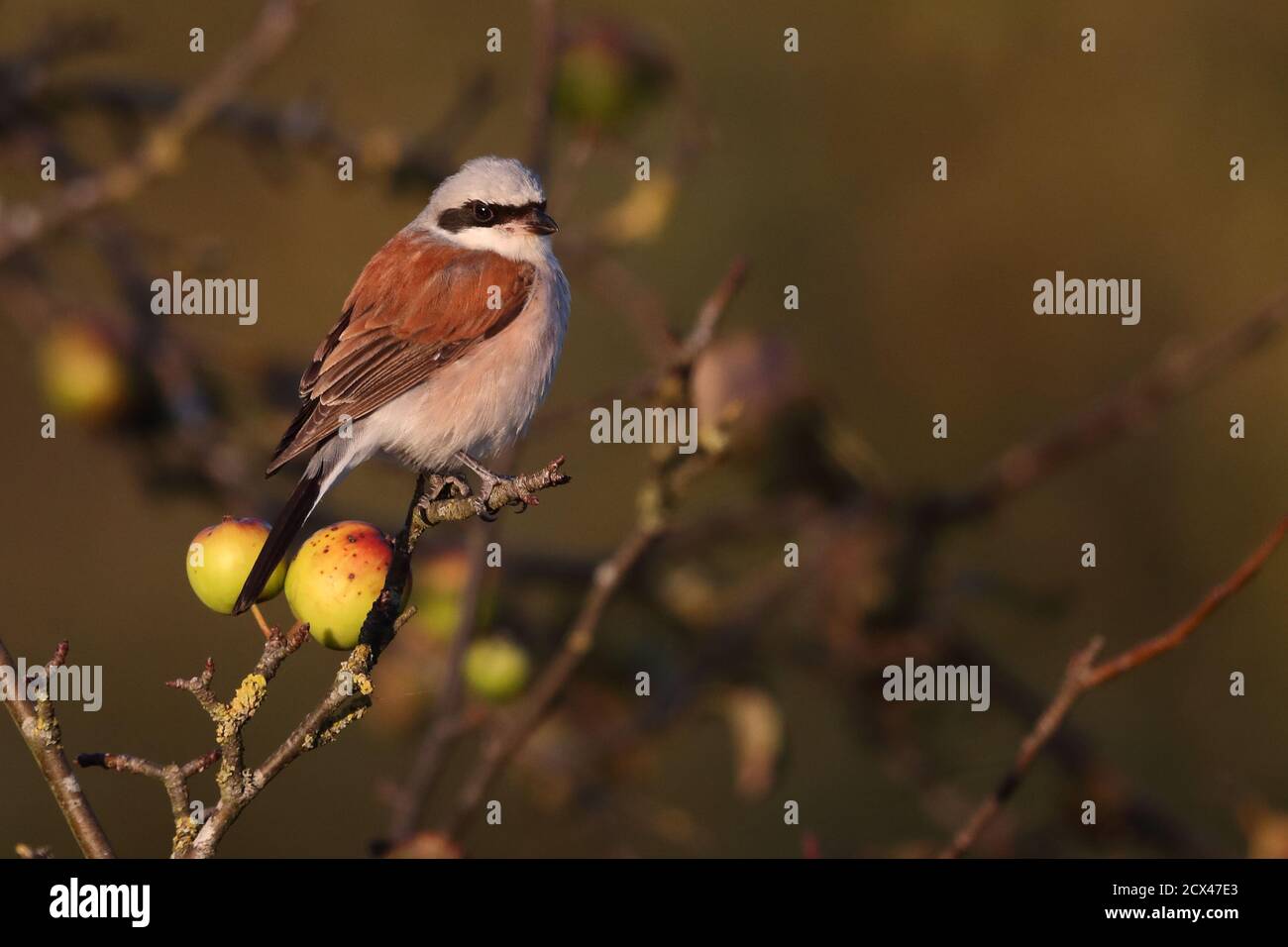 Adult Male Red-backed Shrike Stock Photo - Alamy