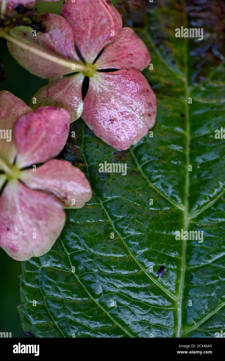 Wet hydrangea flower blossoms and leaf on a rainy day in a garden in ...