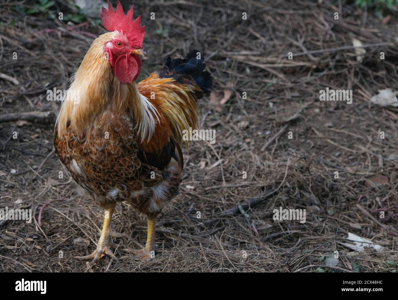 Close up of a rooster hi-res stock photography and images - Alamy