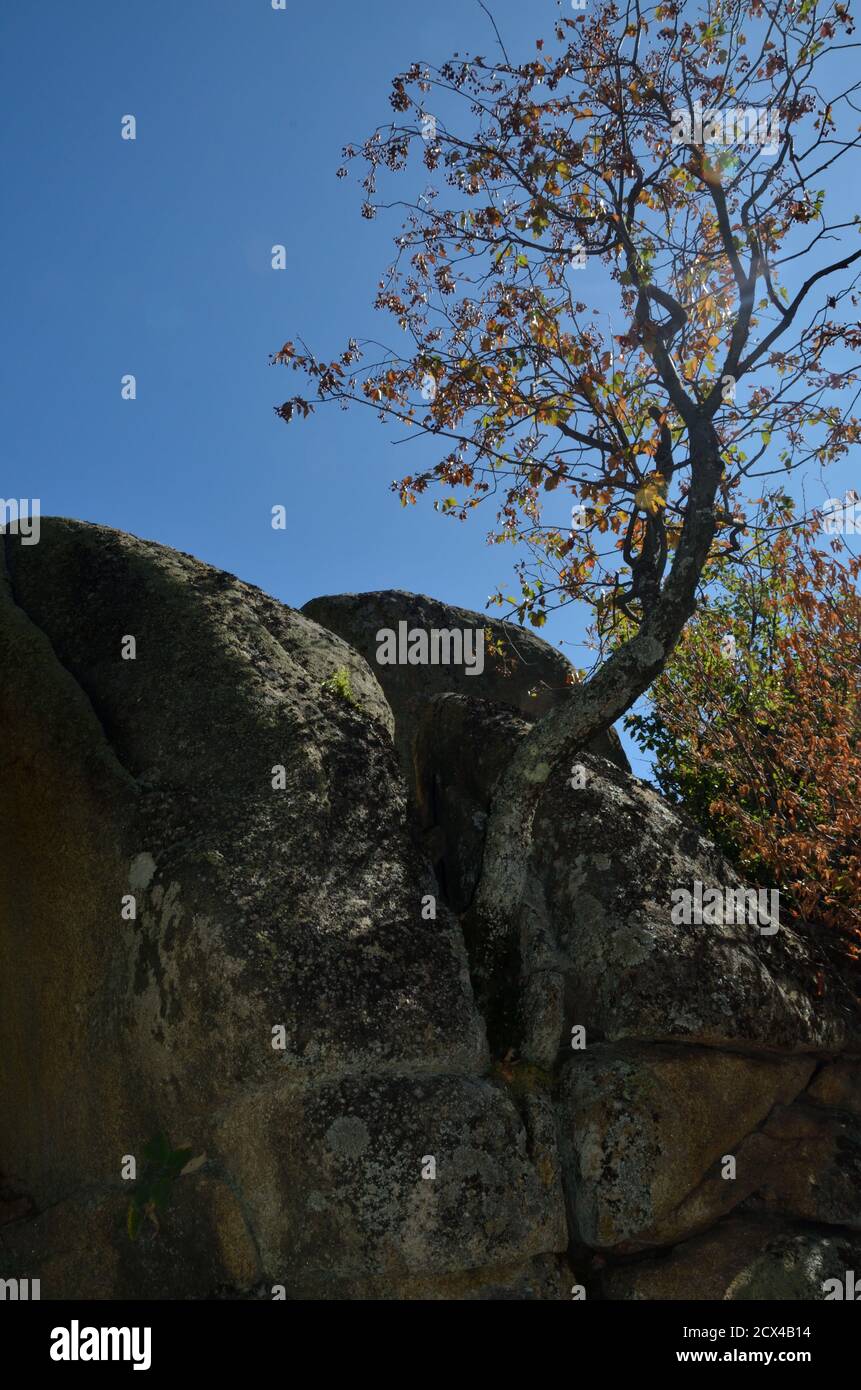 Tree splitting rock hi-res stock photography and images - Alamy