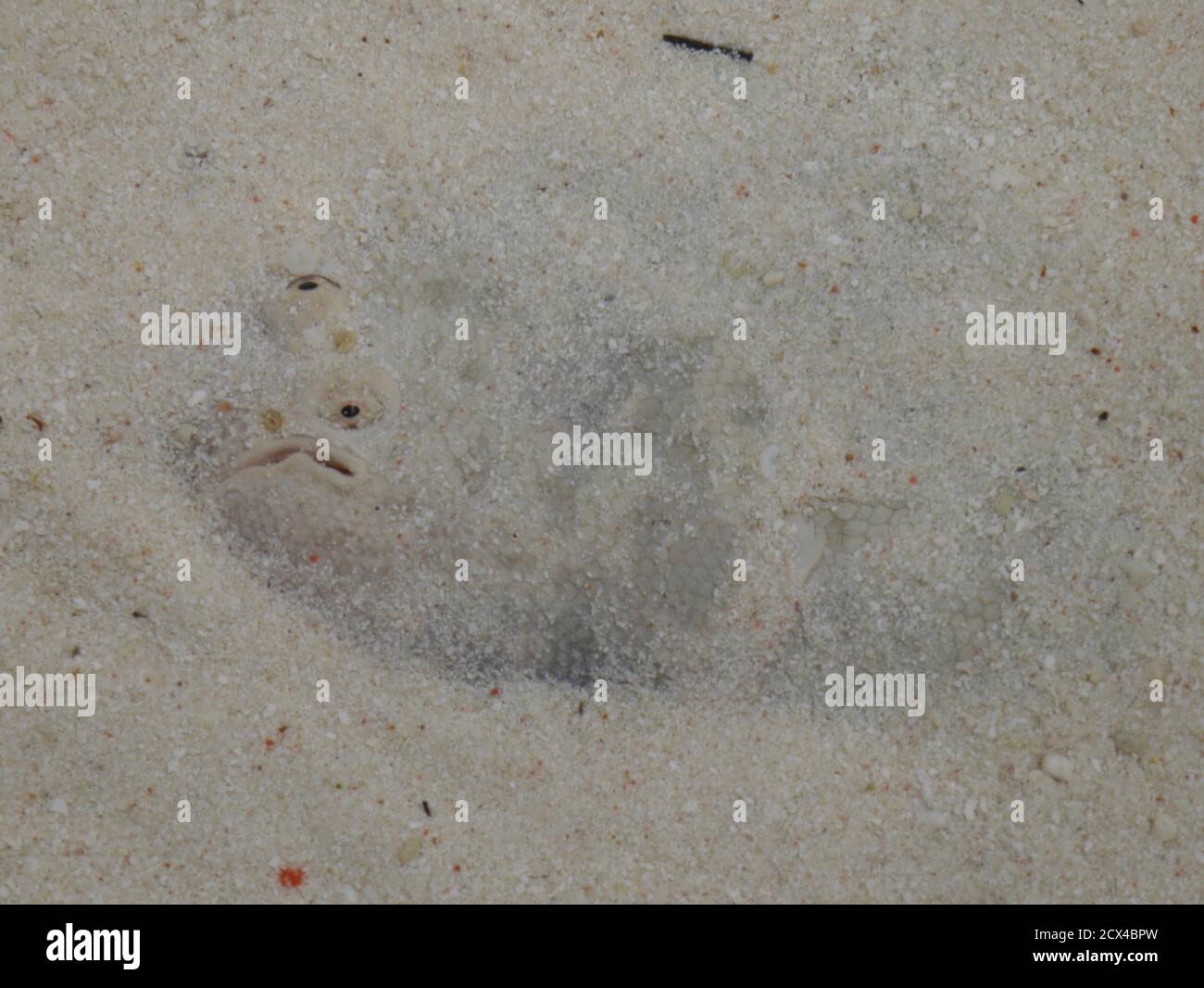 Flat fish sand sole hi-res stock photography and images - Alamy