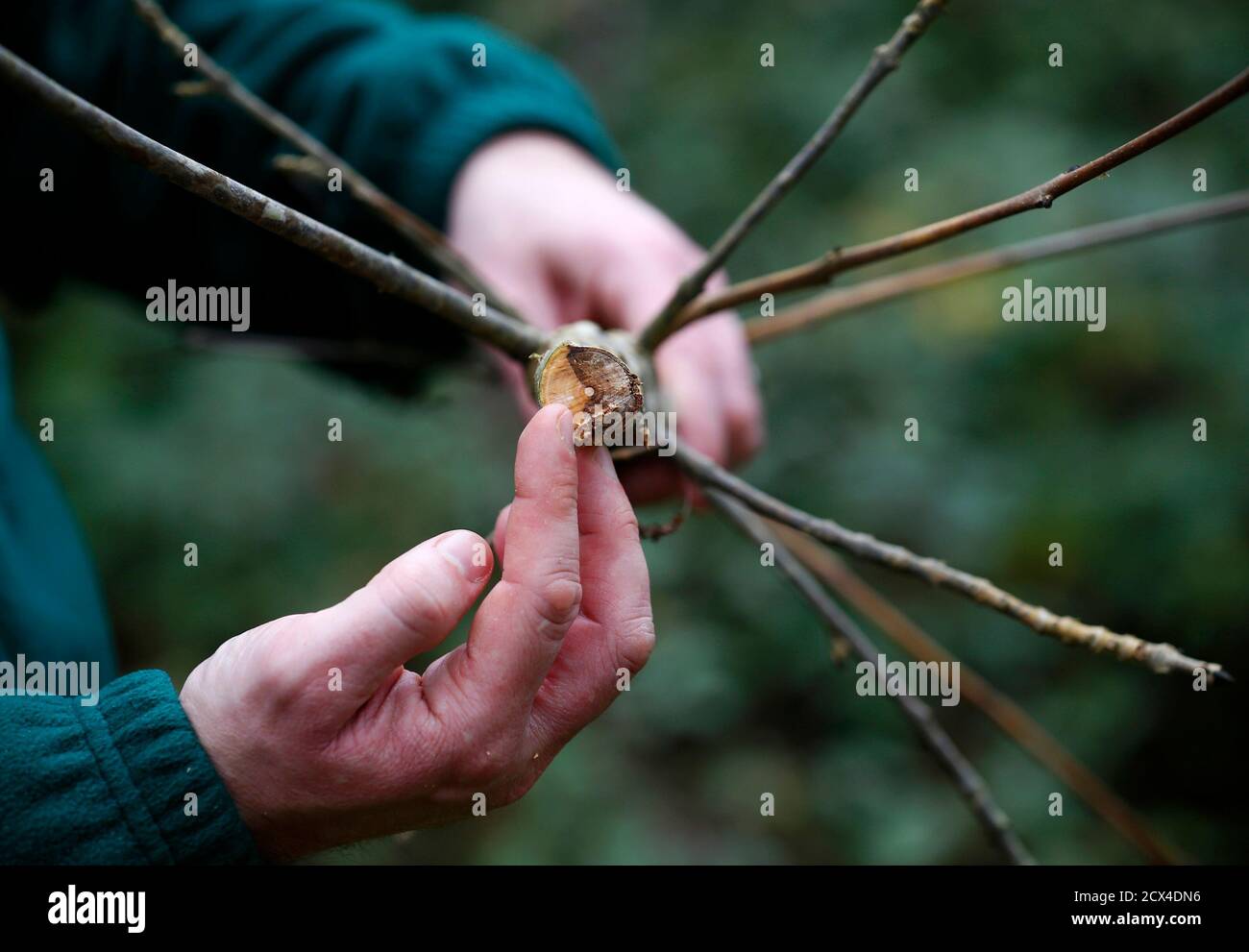 Ash Dieback Woodland Trust High Resolution Stock Photography and Images ...