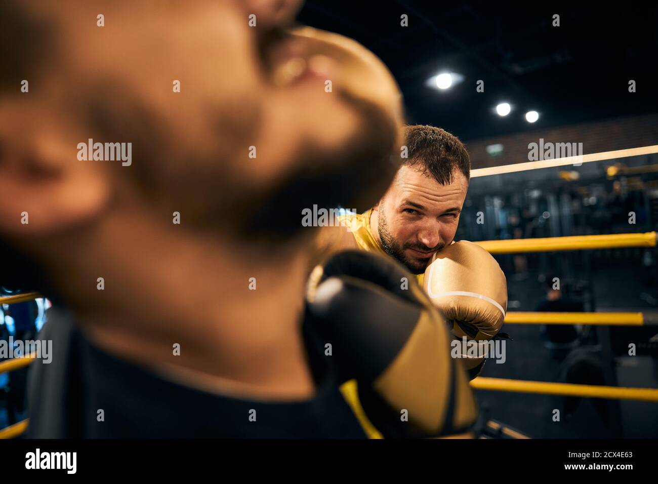 Boxer falling after receiving a precise hit to the head Stock Photo - Alamy