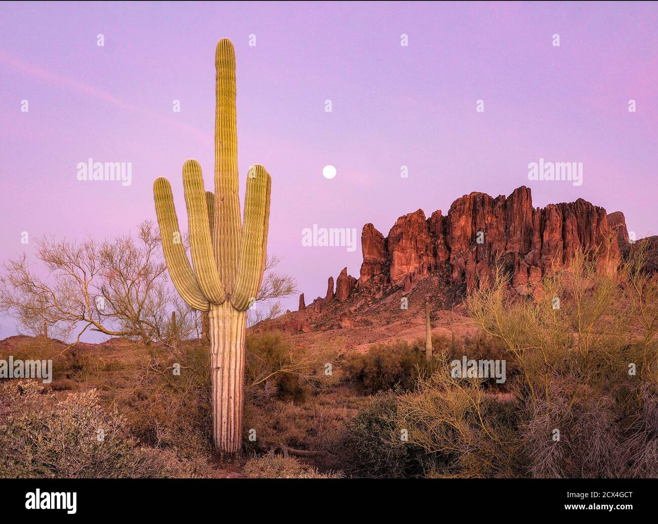 USA, Southwest, Arizona, Apache Junction, Lost Dutchman State Park ...