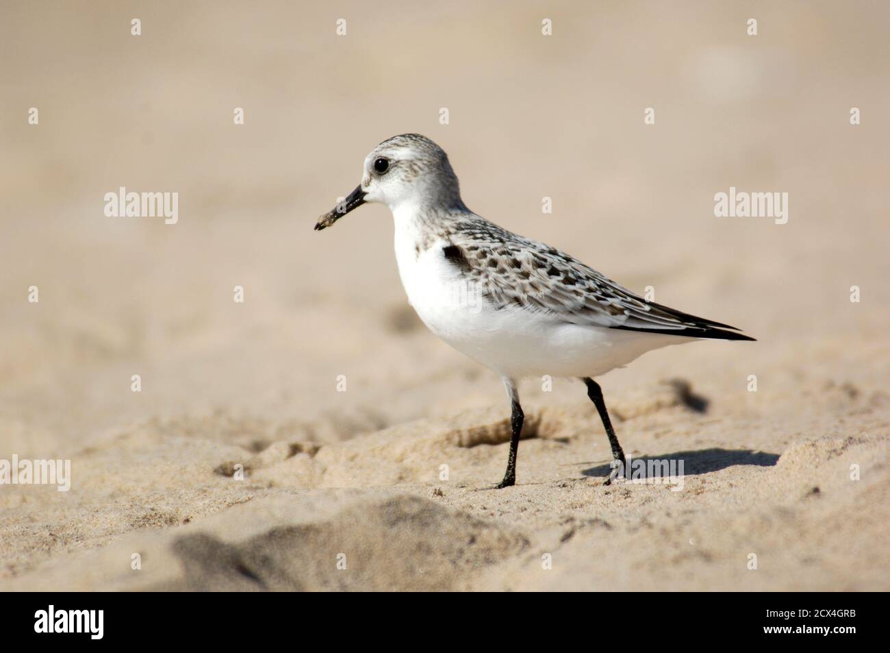 Sandpiper Bird, Lake Michigan, Ludington State Park, near Ludington ...