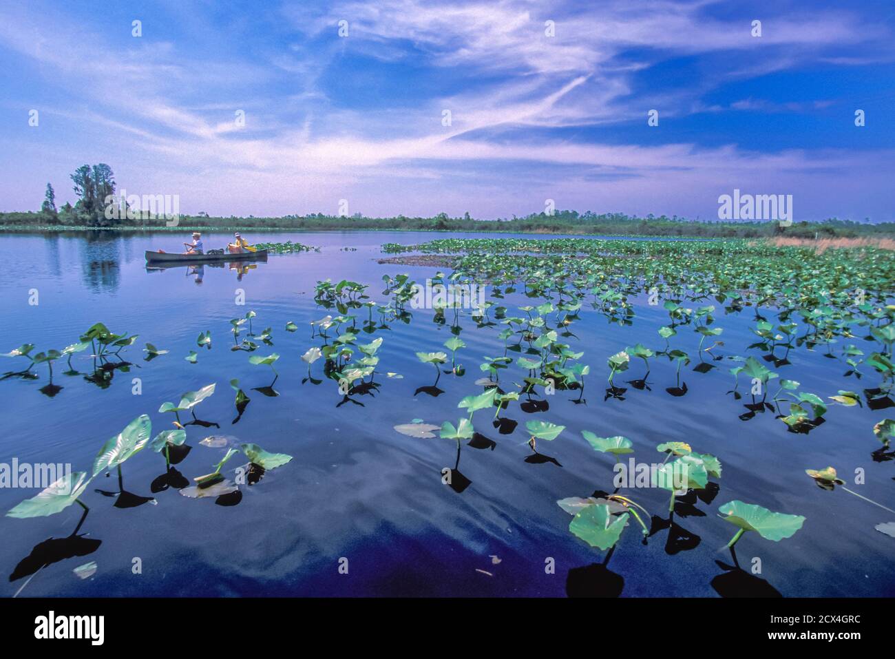 USA, Southern, Dixie, Georgia, Okefenokee National Wildlife Refuge ...