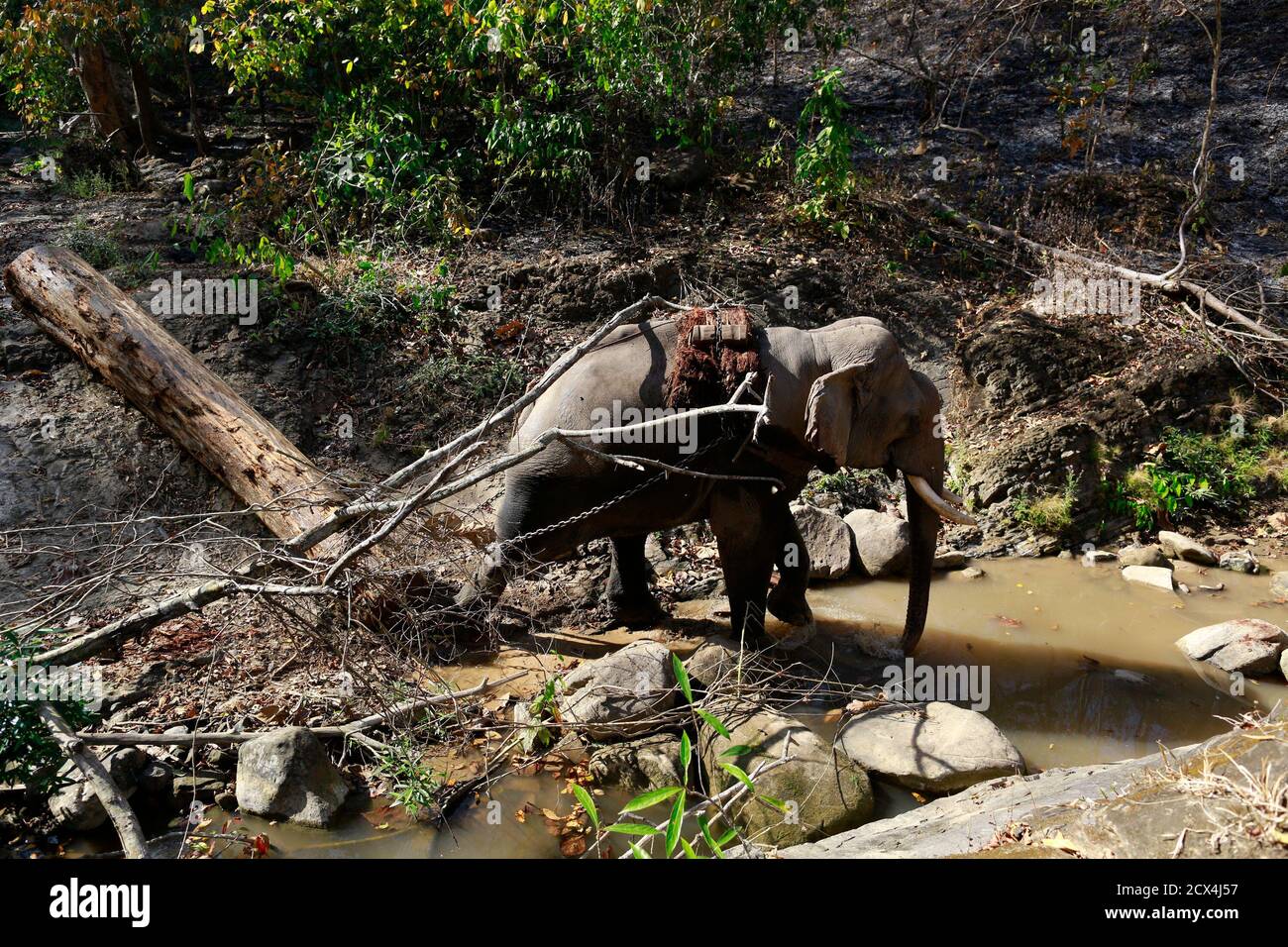 Myanmar elephant log not timber hi-res stock photography and images - Alamy