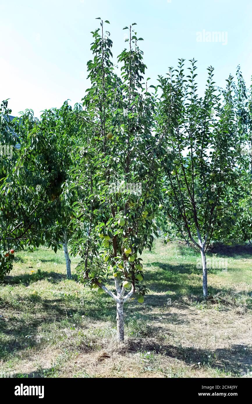 Tree branches full green summer hi-res stock photography and images - Alamy