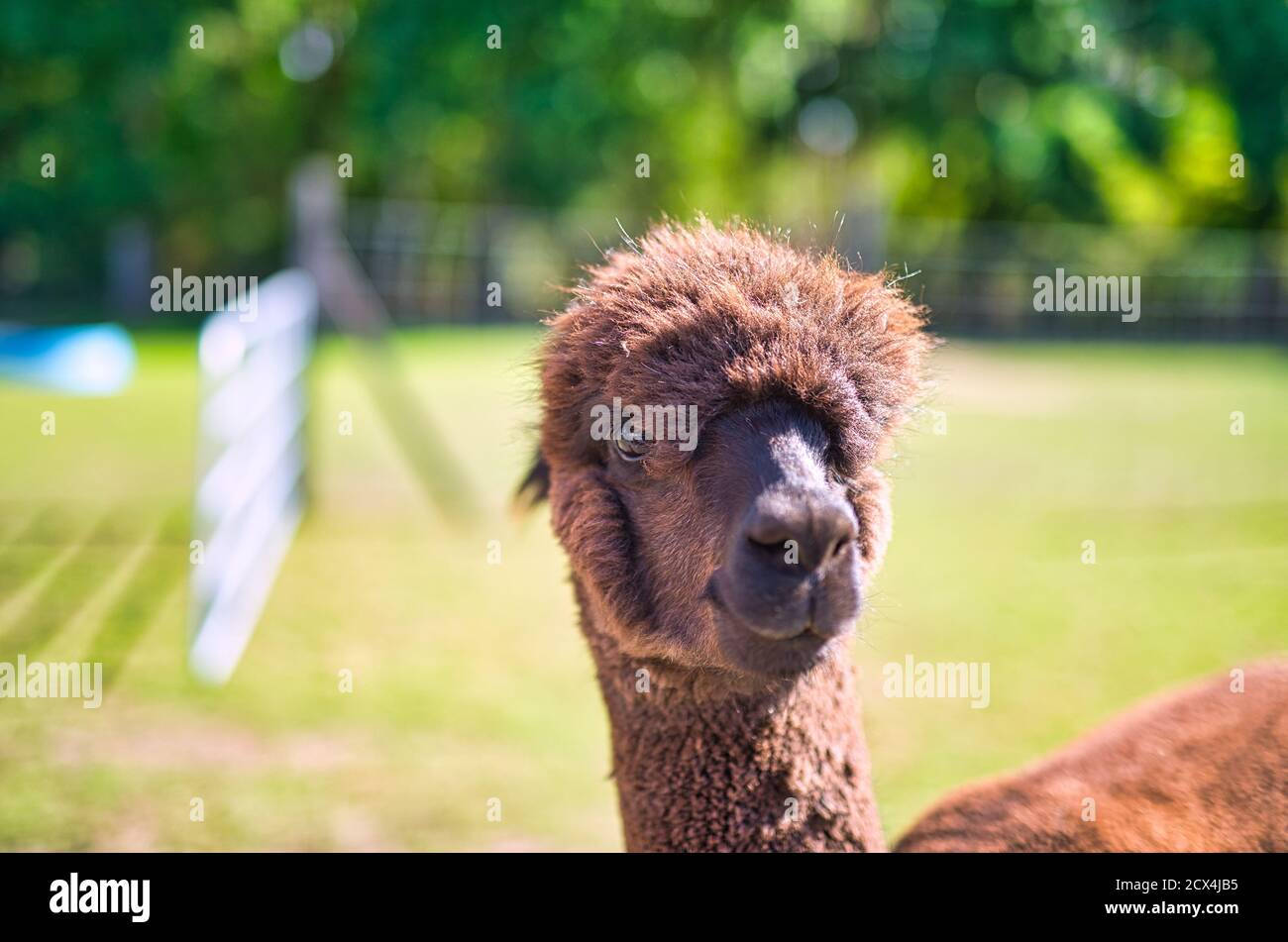 A close up of a alpaca standing on top of a lush green field Stock ...