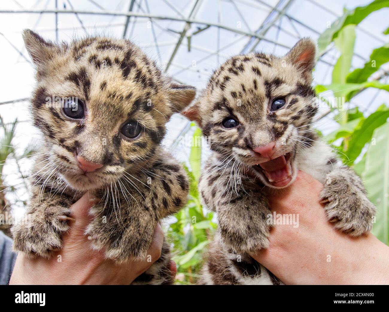 Clouded leopards hi-res stock photography and images - Alamy