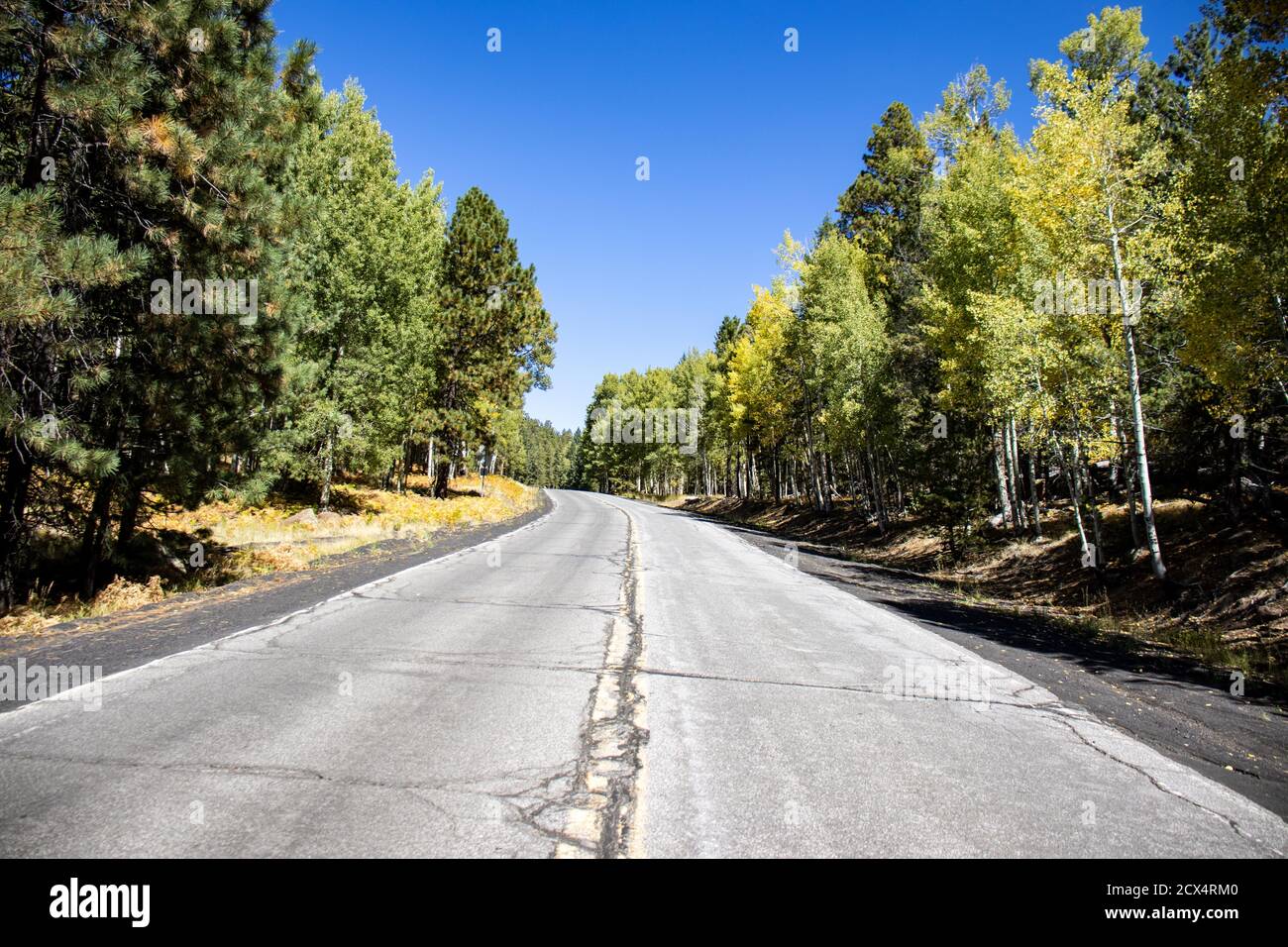 Ponderosa pine forest northern arizona hi-res stock photography and ...