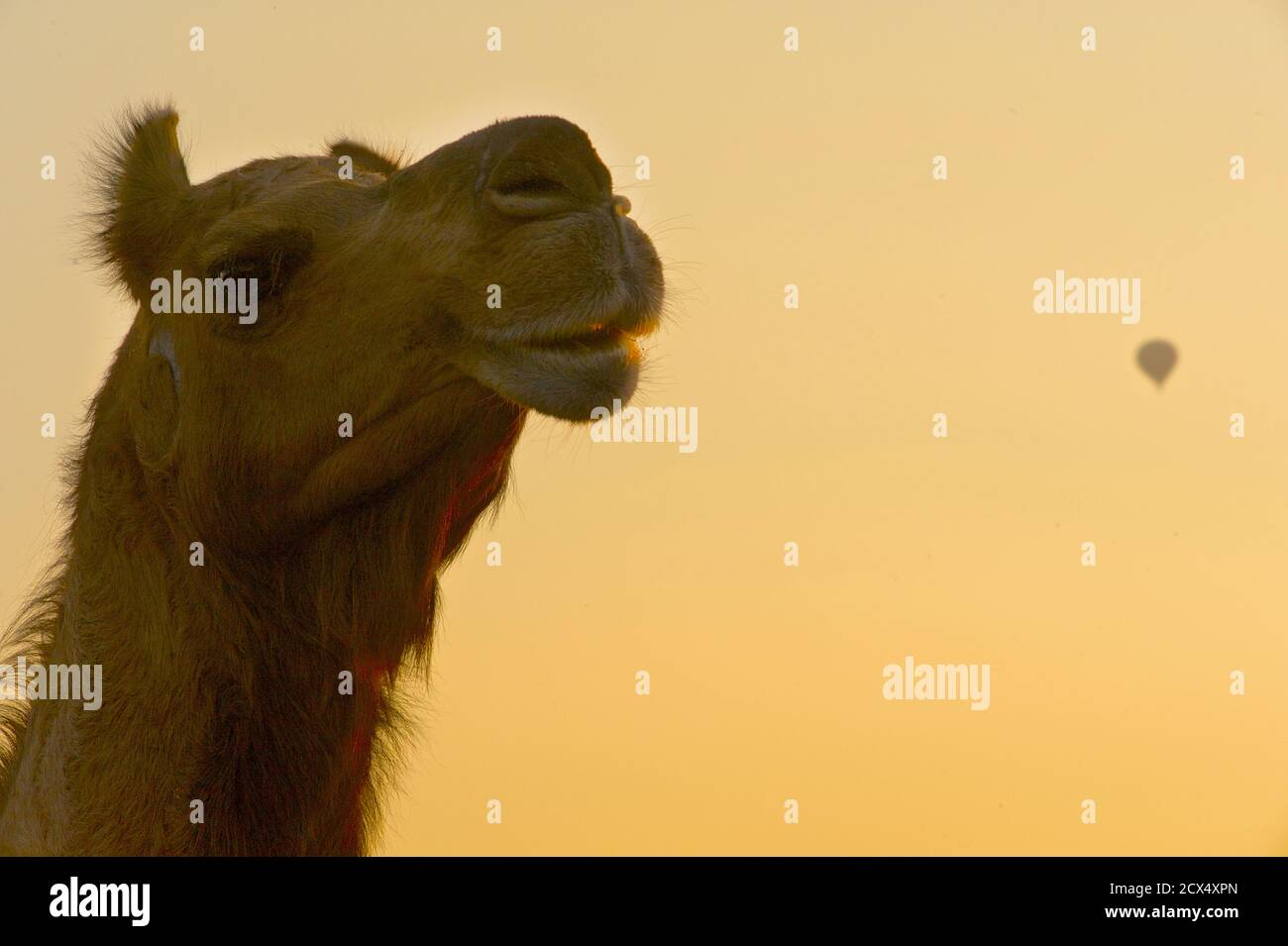Camel with hot air balloon in the sky above Stock Photo - Alamy