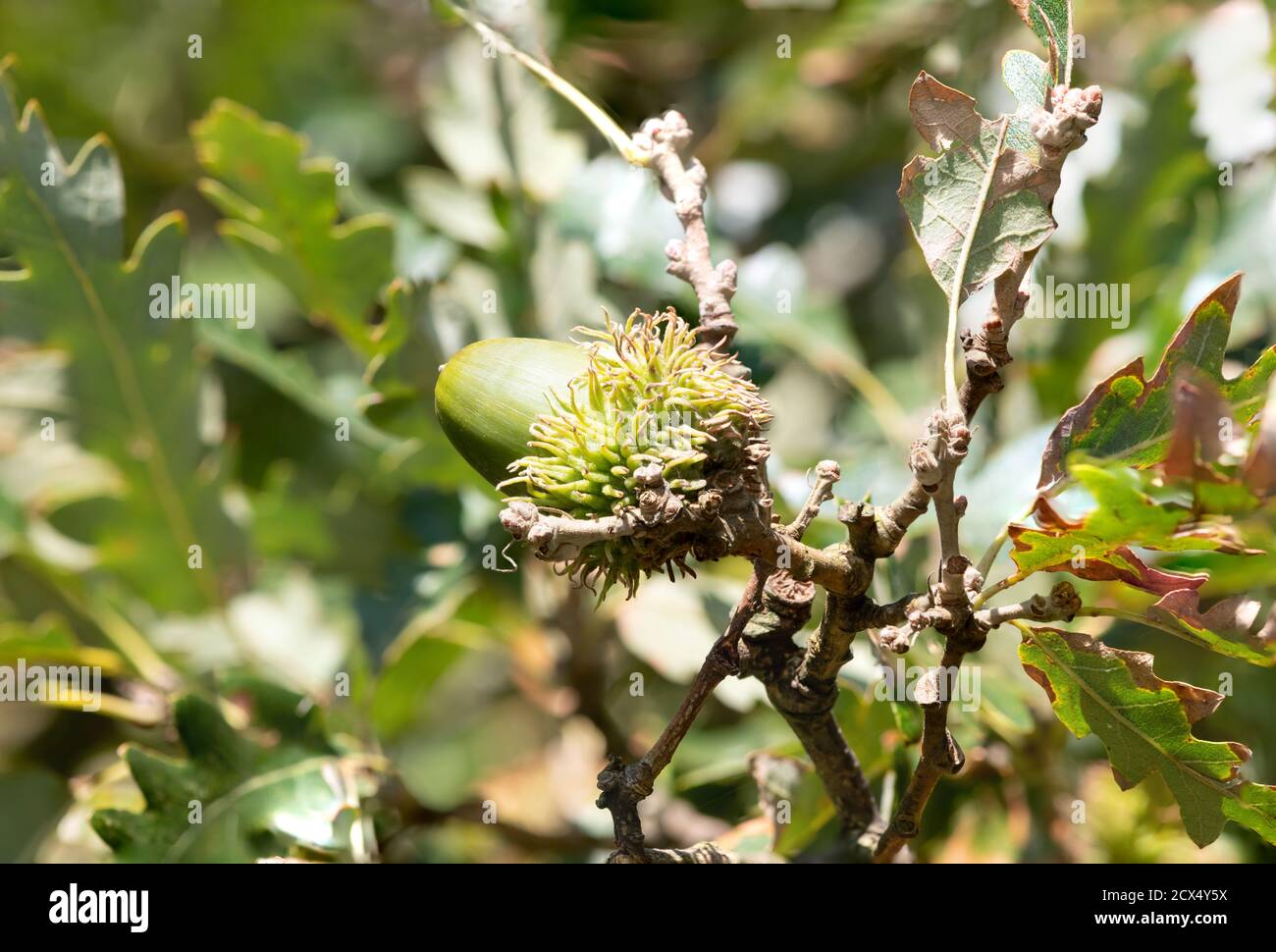 Oak acorns macro photography hi-res stock photography and images - Alamy