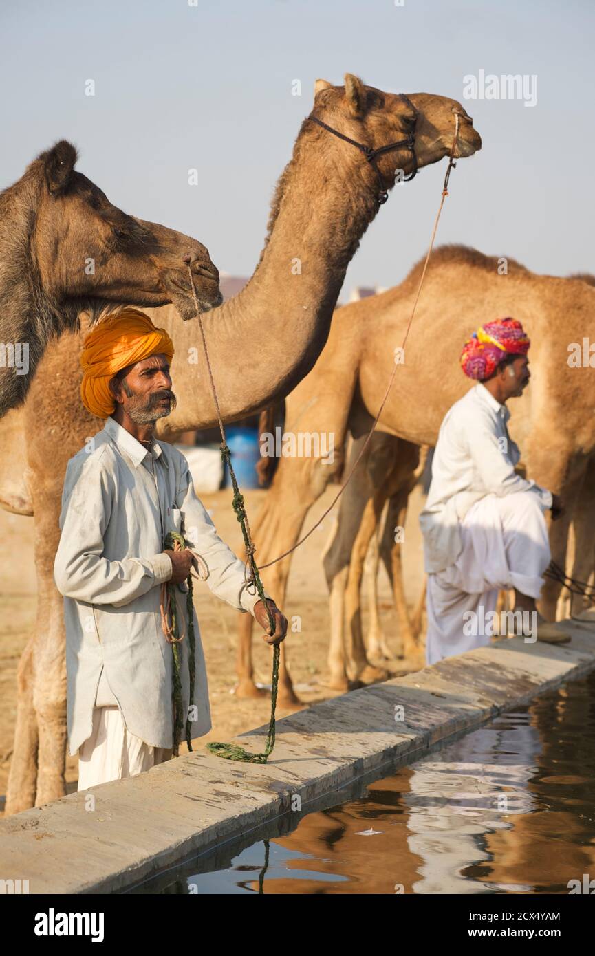 Camels at water trough, Pushkar Camel Fair, Rajasthan, India Stock ...