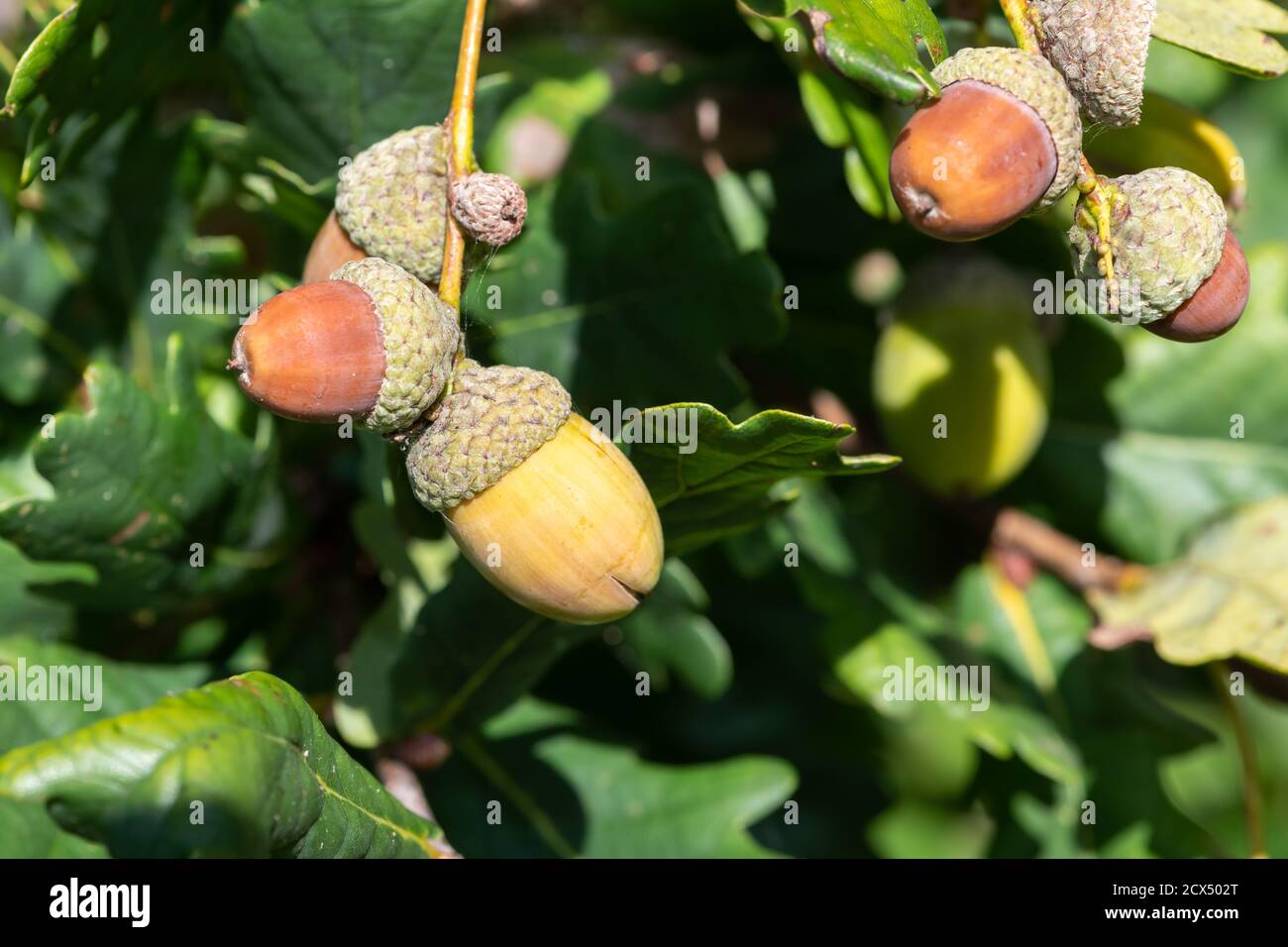 Acorns oak tree hi-res stock photography and images - Alamy