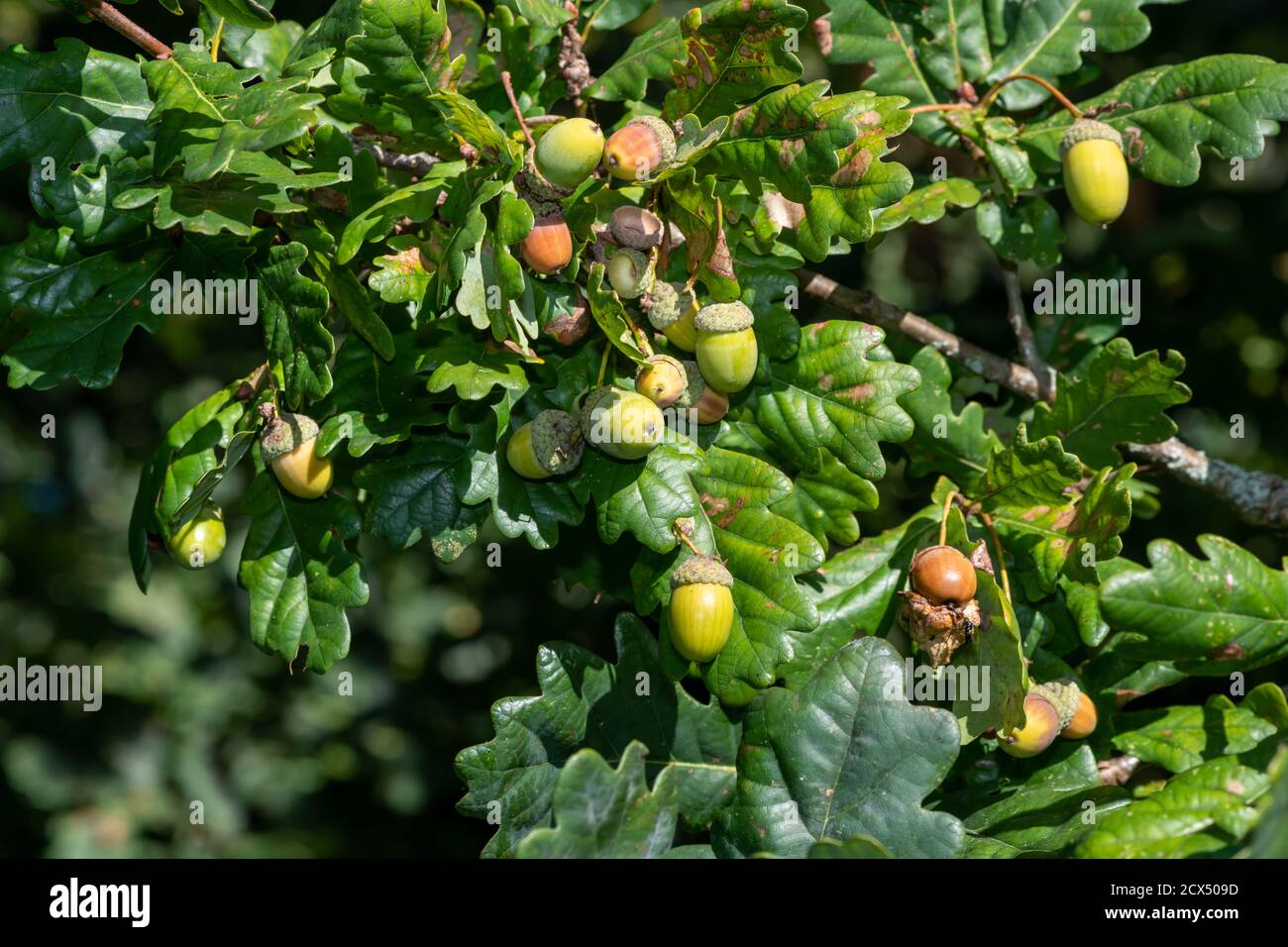 Oak acorns macro photography hi-res stock photography and images - Alamy