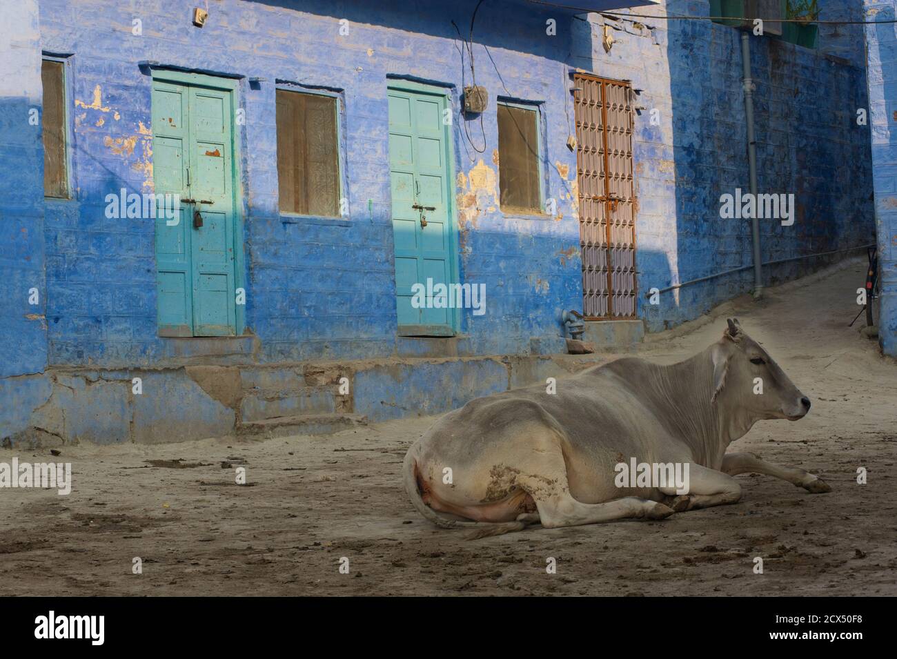 Blue cow of india hi-res stock photography and images - Alamy
