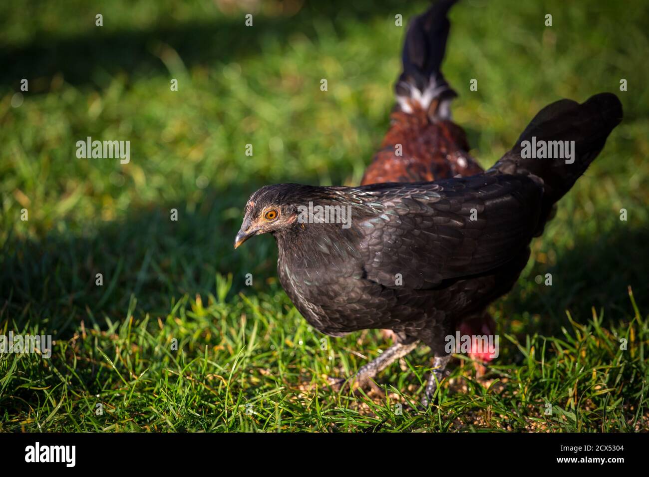 Full black Stoapiperl/ Steinhendl hen, an endangered chicken breed from ...