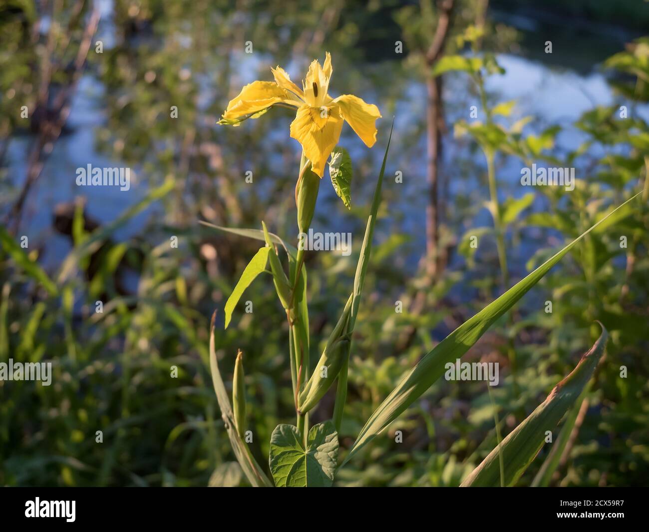 Yellow leaf in pond hi-res stock photography and images - Alamy