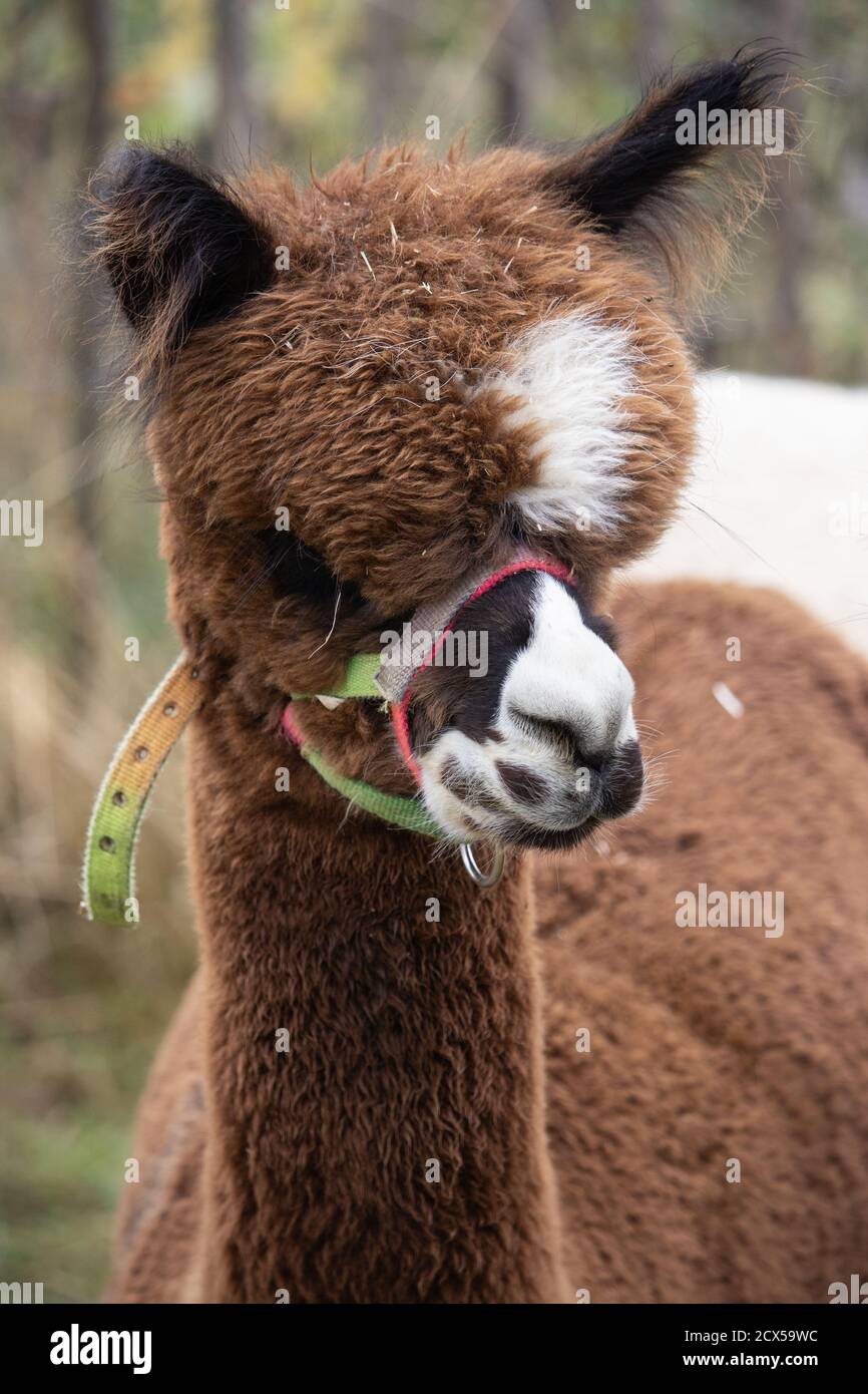 Closeup lamas head hi-res stock photography and images - Alamy