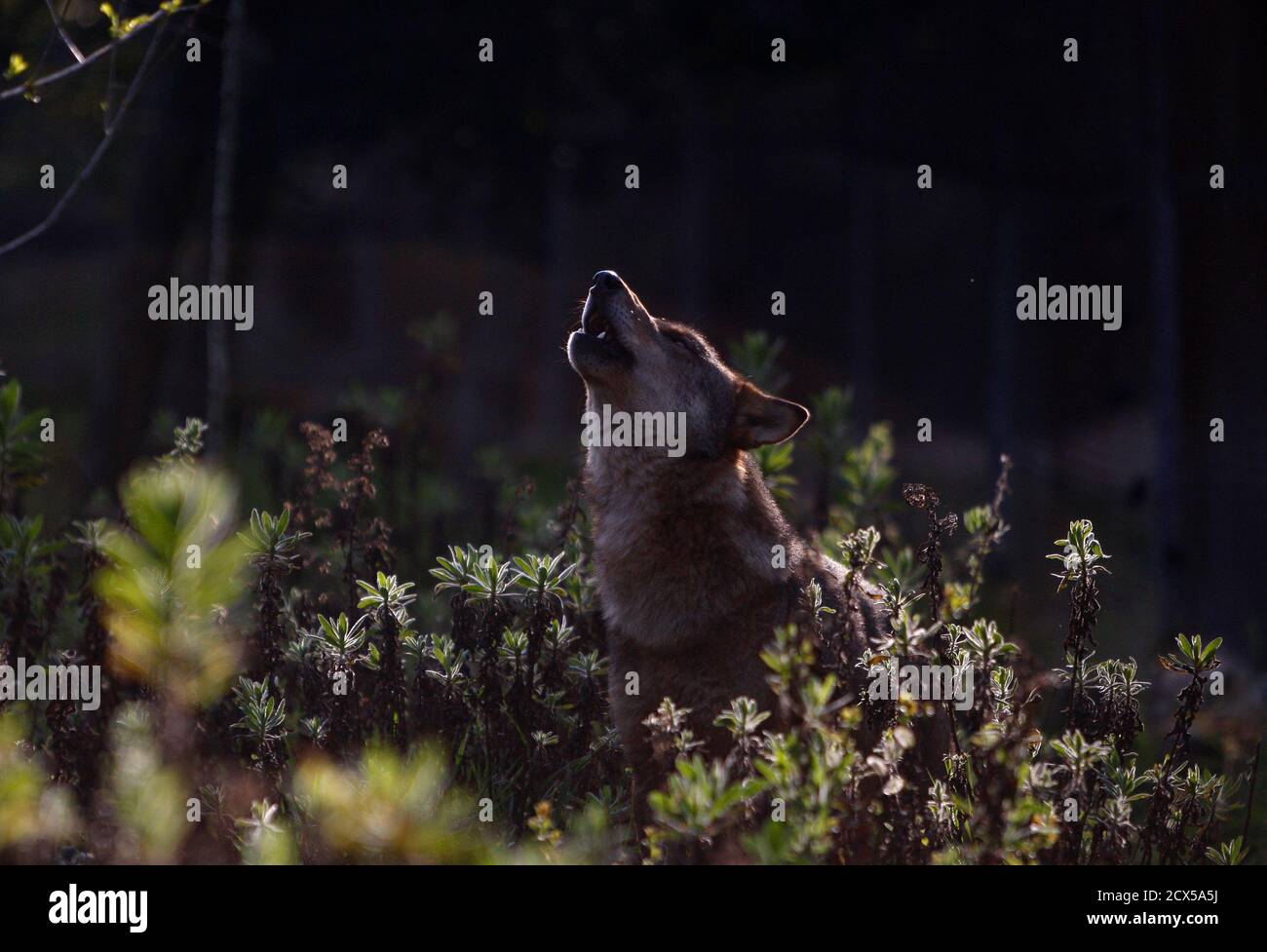 Iberian wolf centre portugal hi-res stock photography and images - Alamy