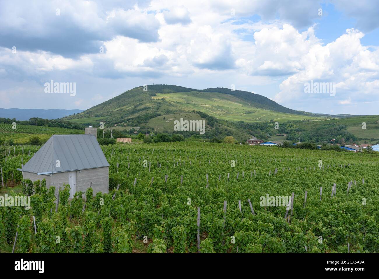 Vineyards beneath Nagy Eged Hill in Eger, Hungary Stock Photo - Alamy