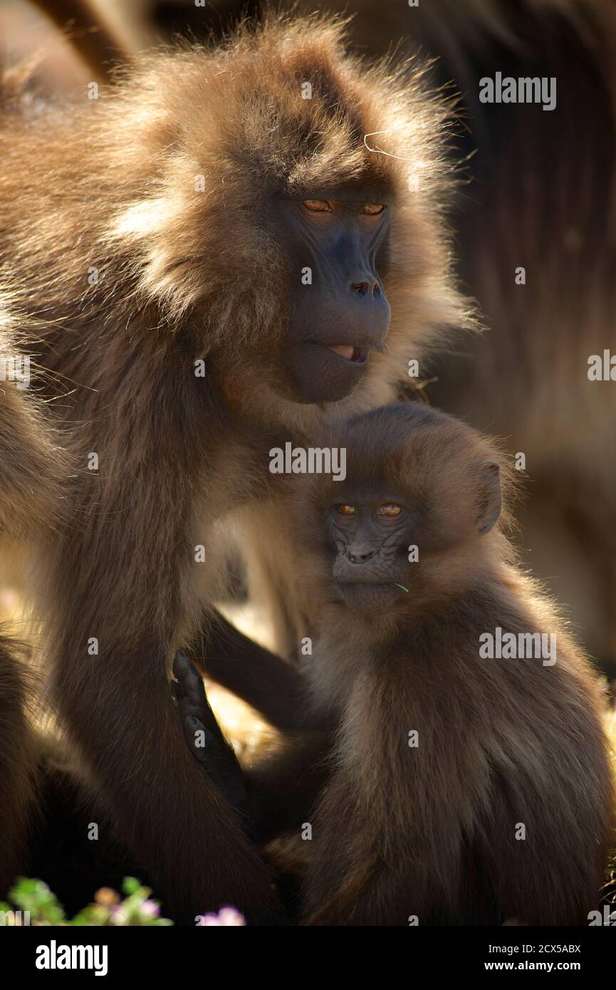 Monkey baboon hi-res stock photography and images - Alamy