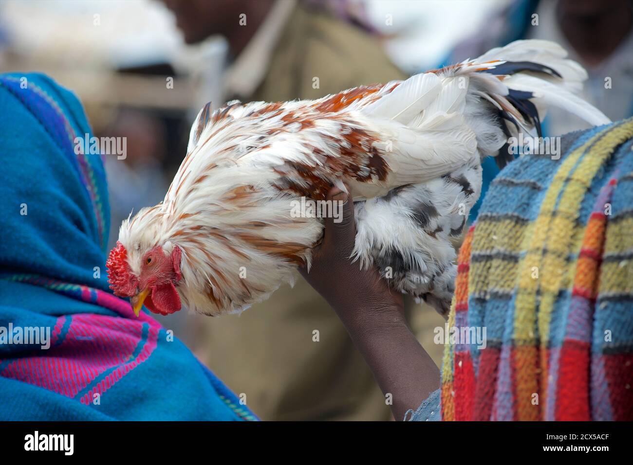 Chicken purchased at market. Colourful textiles. Debark, Ethiopia Stock ...