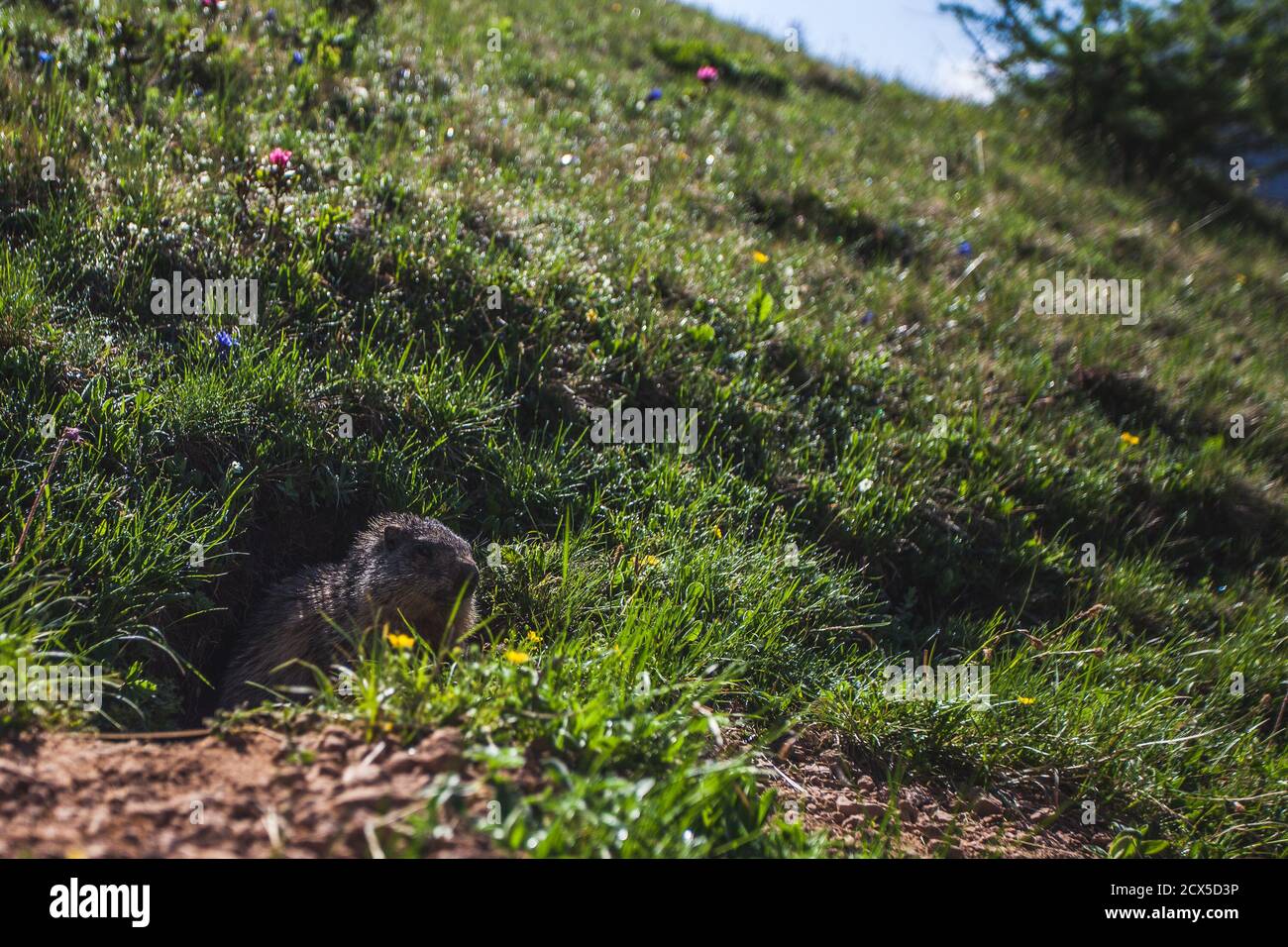 Close up of marmot coming out of the burrow Stock Photo - Alamy